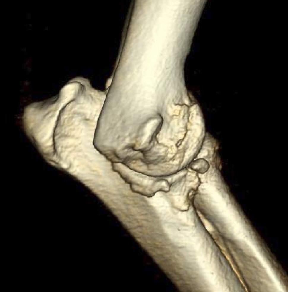 Elbow Dysplasia in Dogs - Southpaw Vets