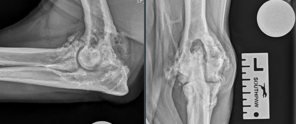 Elbow Dysplasia In Dogs Dog Elbow Dysplasia Top Prevention